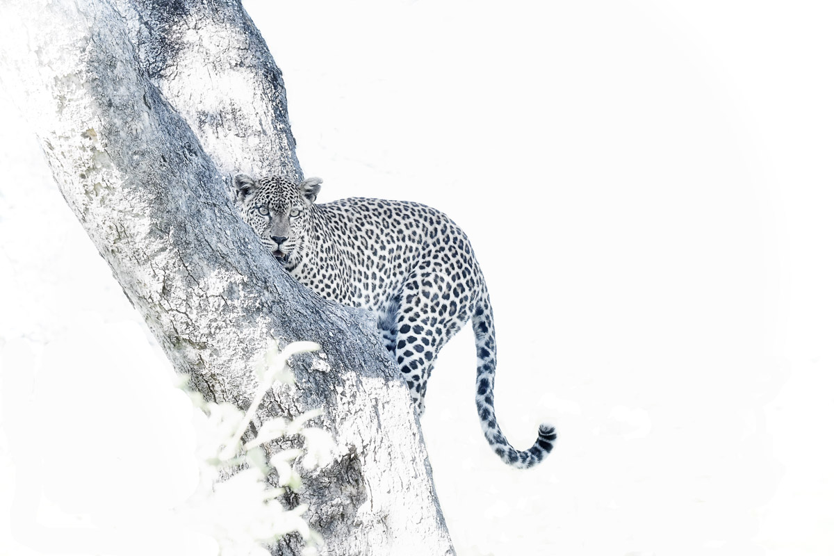 High and Low-key Images in the Kruger National Park - better than B&W?