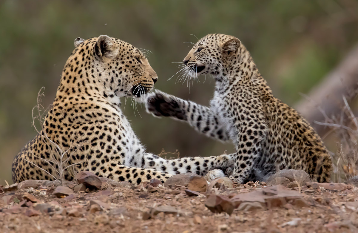 Leopards of the Kruger National Park, the most elusive of the big-five Leopards of the Kruger National Park, the most elusive of the big-five