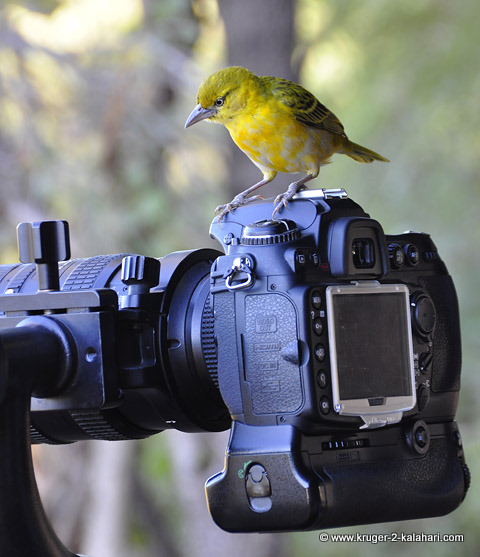 Best Safari Camera for an African safari